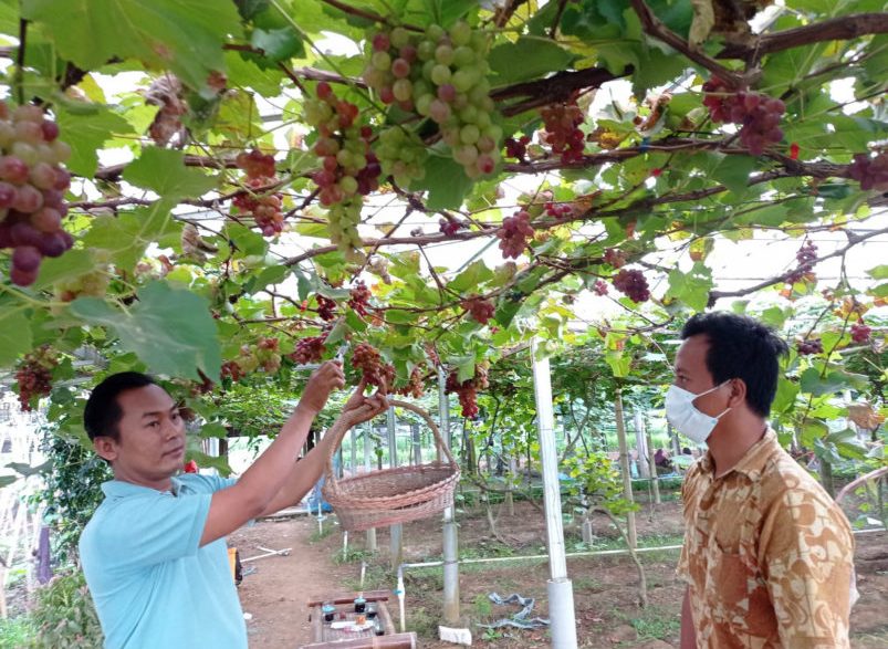 Belajar Budidaya Anggur Hingga Eropa Kini Sukses Berkebun Anggur ...