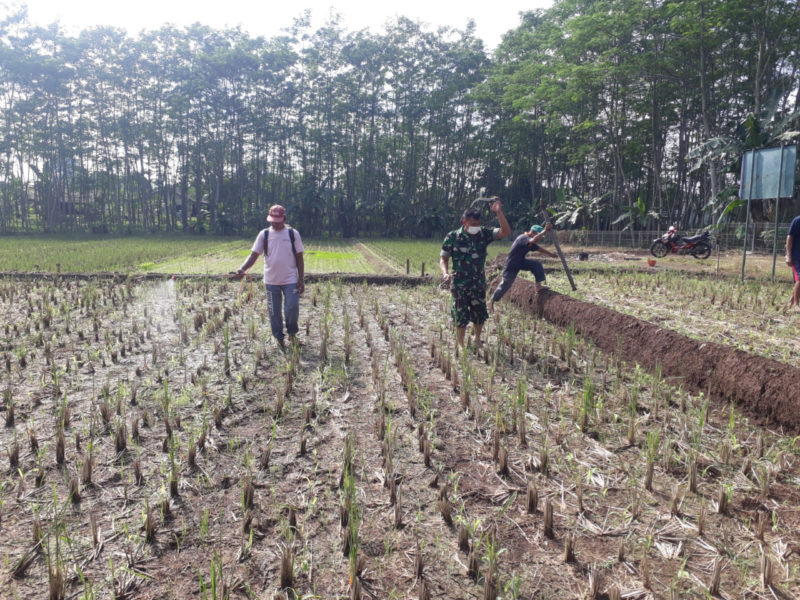 Lahan Kosong Dijadikan Demplot Tanaman Jagung – BANYUMASEKSPRES.ID