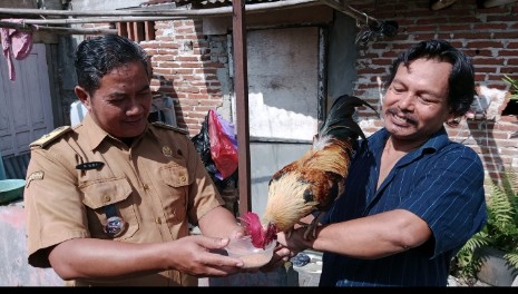 Rambo, Ayam Kate Unik yang Suka Kopi Susu, Ditawar dengan Harga ...