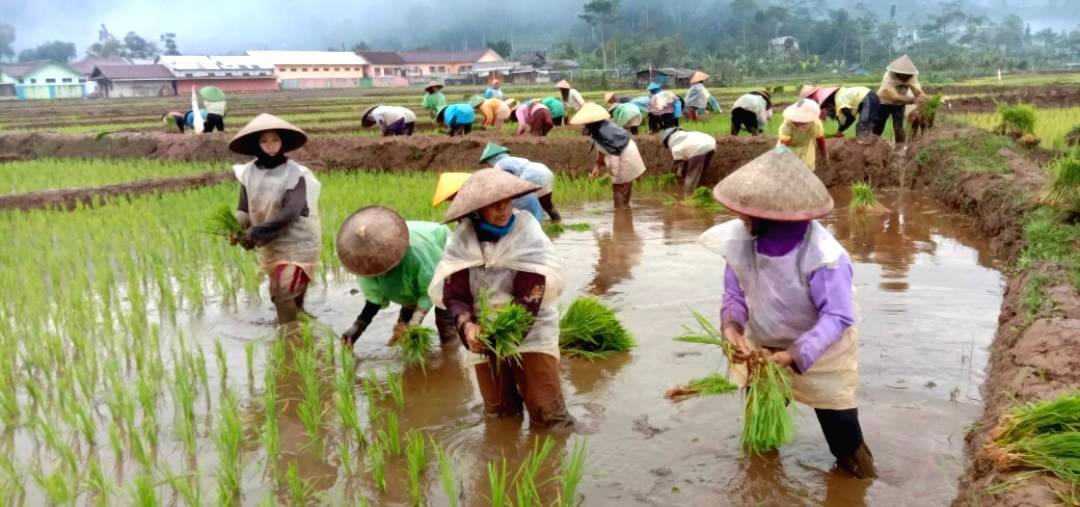 Banjarnegara Genjot Tanam Padi 4.000 Hektare, Kejar Target Swasembada Pangan Nasional ...