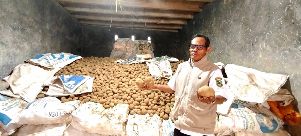 Harga Kentang Dieng Turun di Bawah 10 Ribu per Kg, Petani Banjarnegara ...