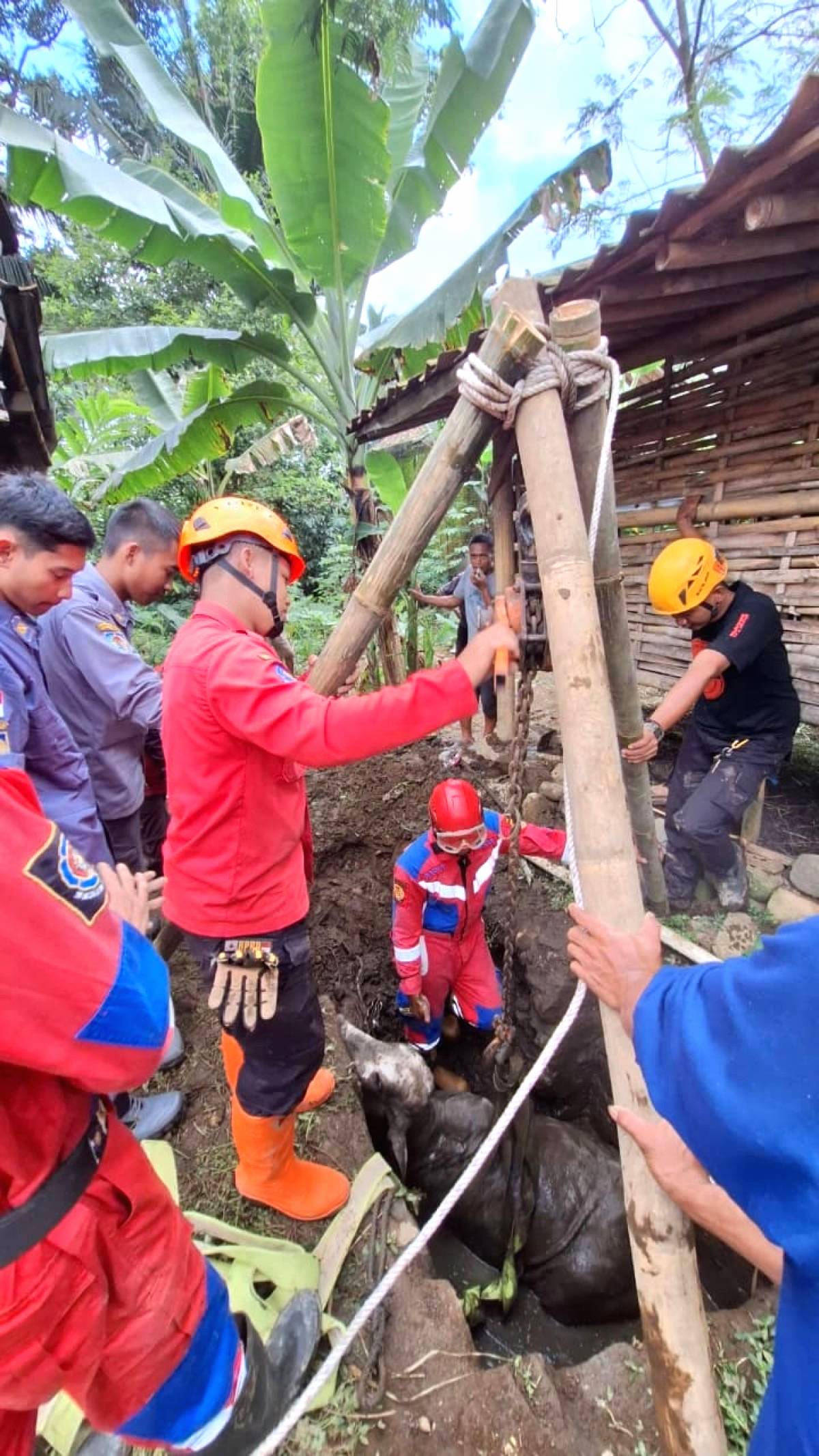 Sapi 200 Kg Terperosok ke Septic Tank di Banyumas, Damkar Lakukan ...