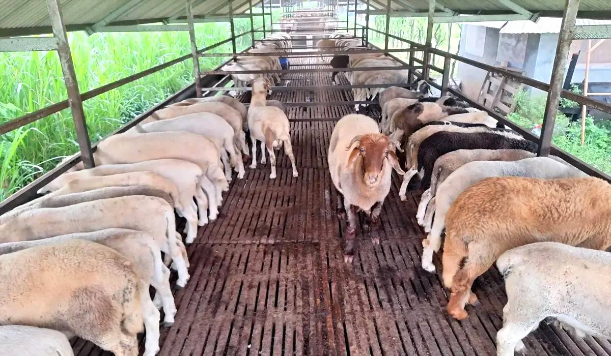 Hukum Membeli Hewan Kurban Dengan Dibeli Diskon Menurut Syariat Islam ...